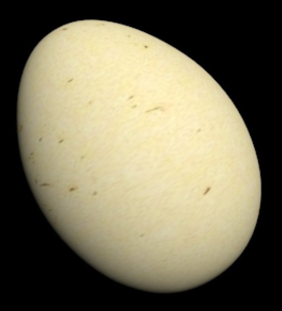 Max Egg