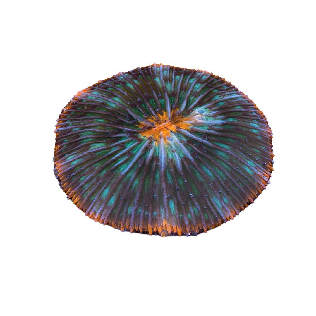 Fungia Plate Coral Obj