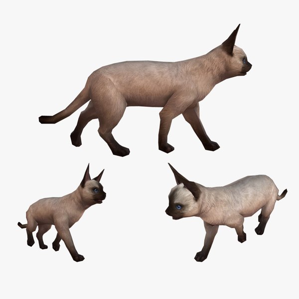 Animated siamese cat model - TurboSquid 1947384