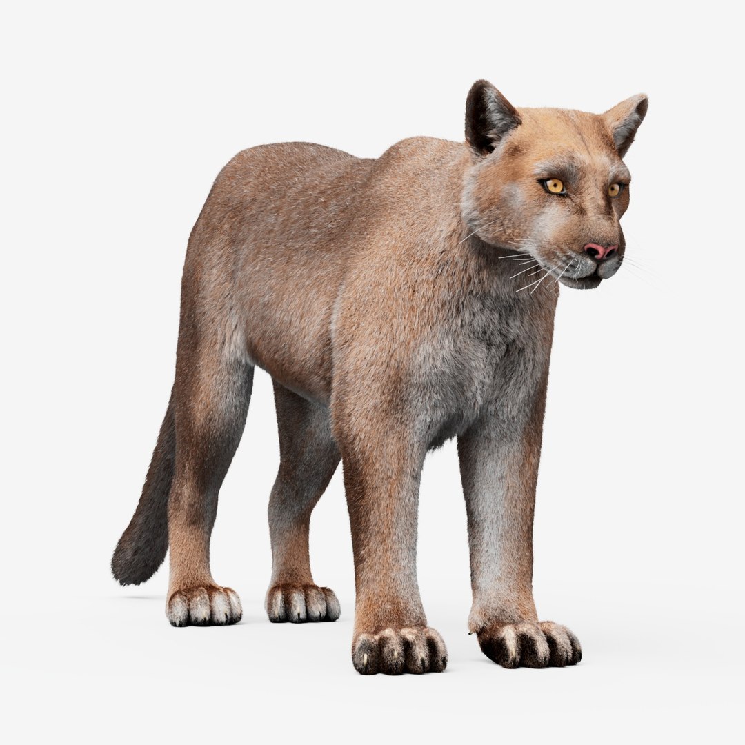3D Model Puma - TurboSquid 2360299