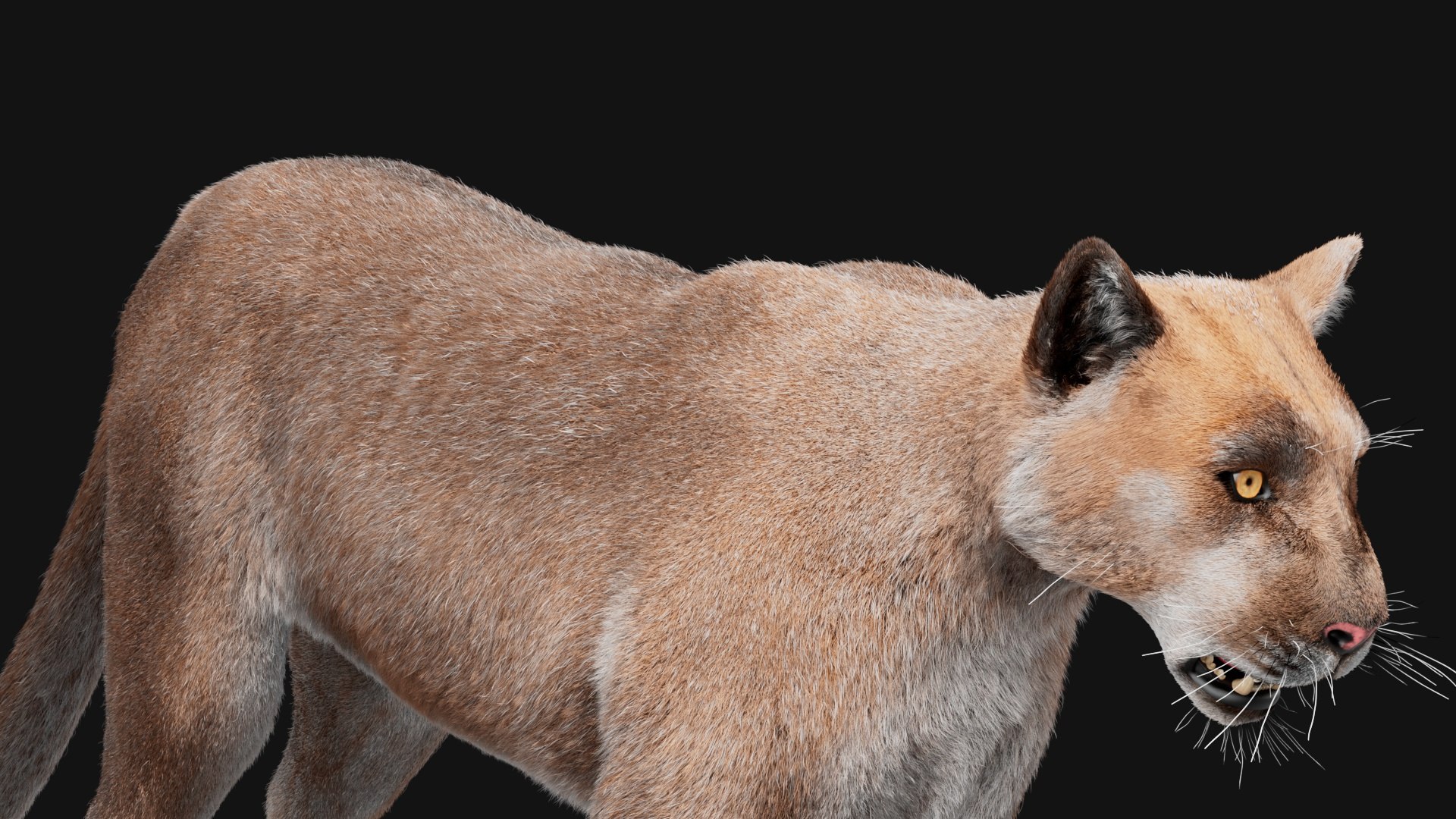 3D Model Puma - TurboSquid 2360299