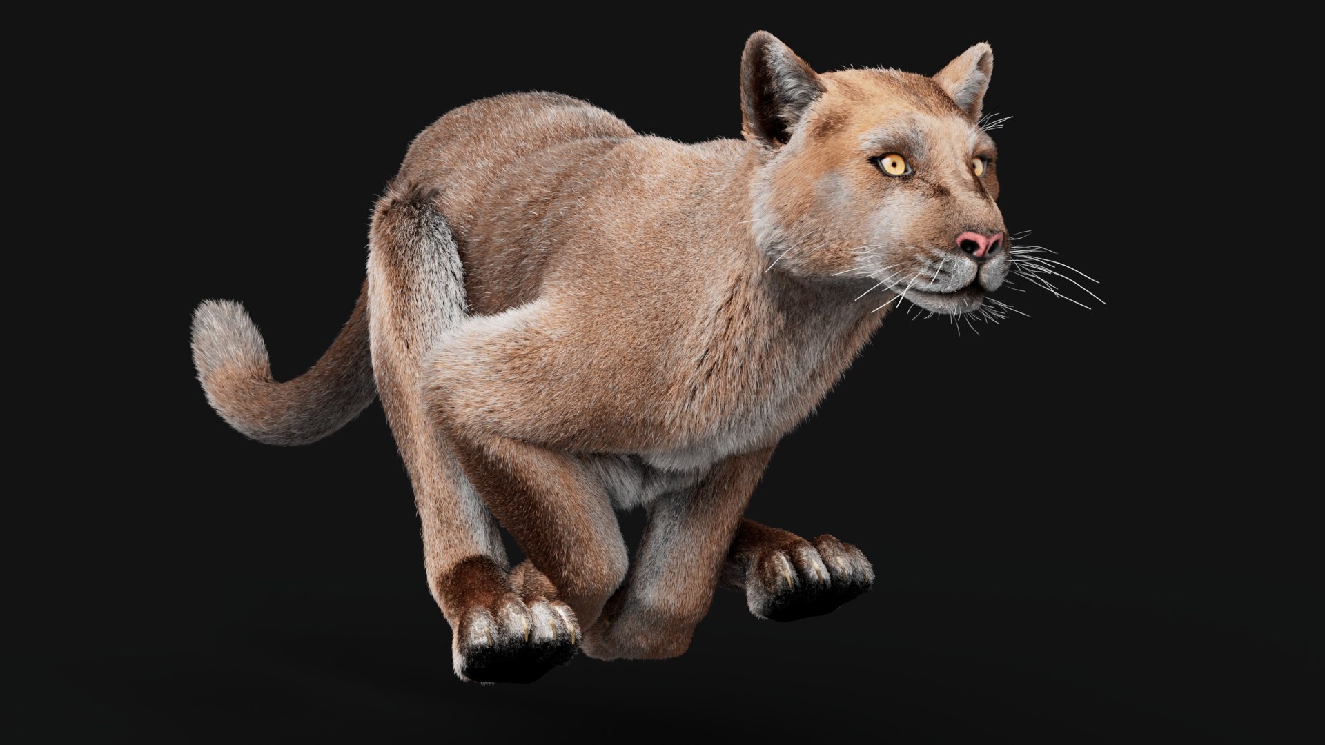 3D Model Puma - TurboSquid 2360299