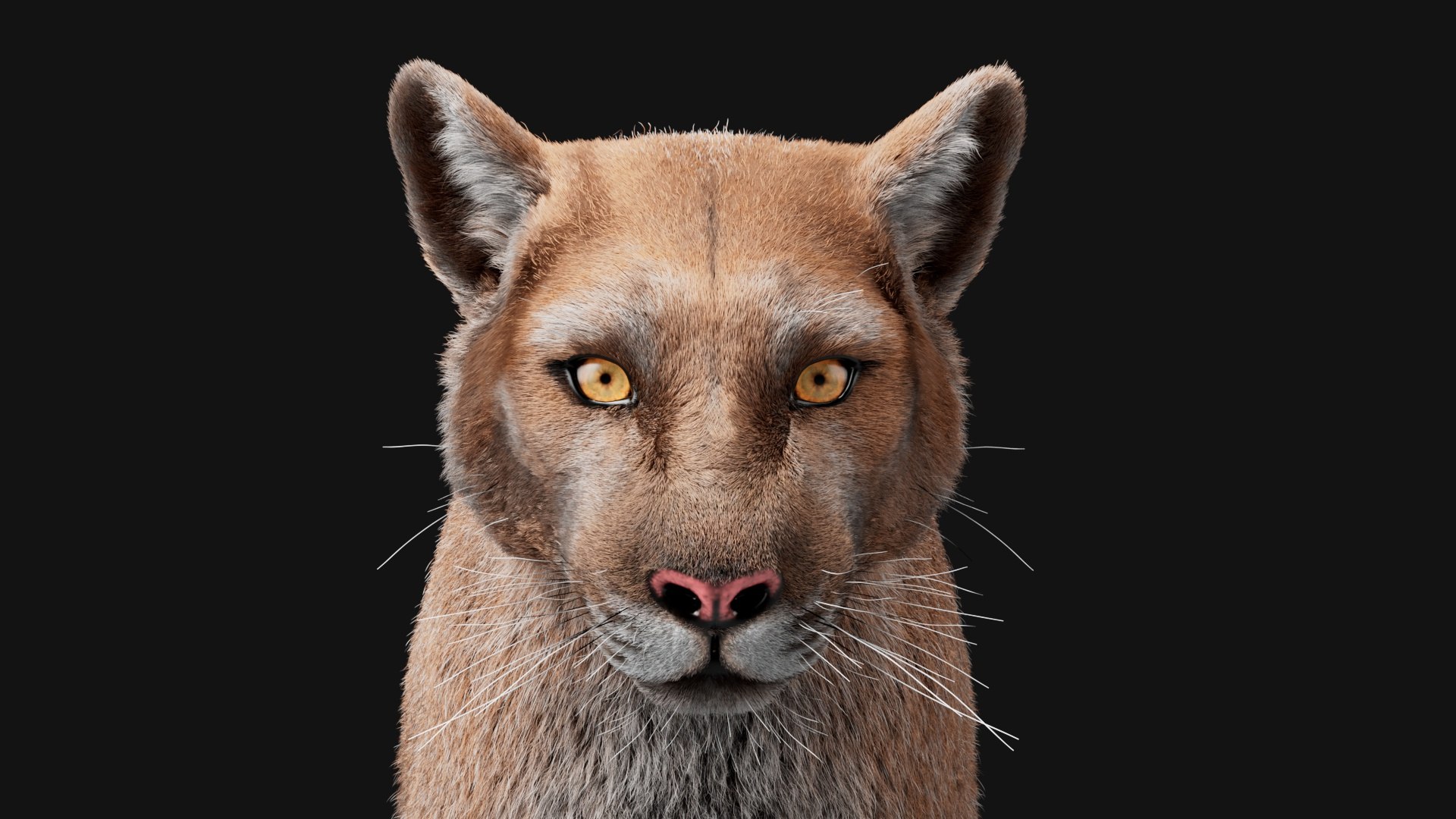 3D Model Puma - TurboSquid 2360299