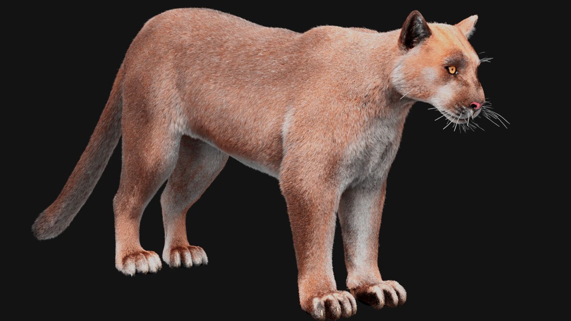3D Model Puma - TurboSquid 2360299