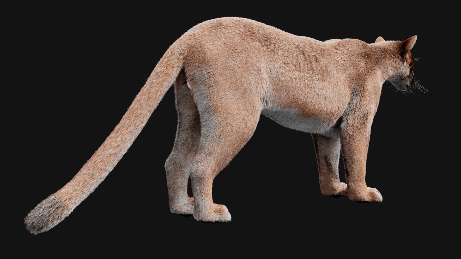 3D Model Puma - TurboSquid 2360299