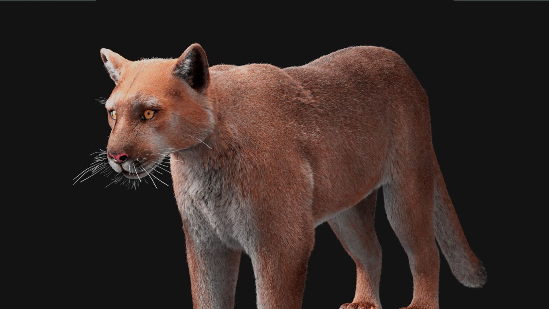 3D Model Puma - TurboSquid 2360299