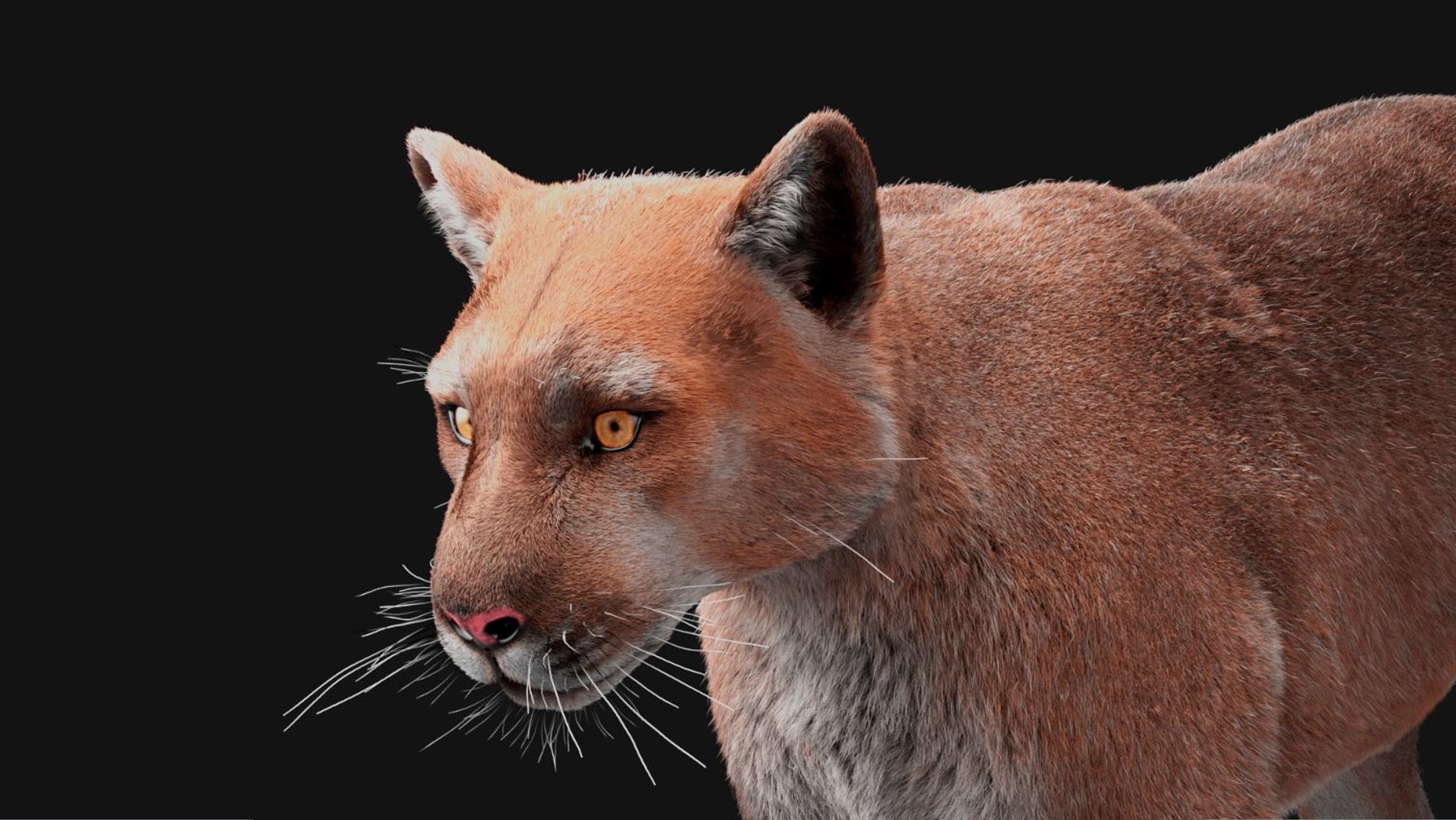 3D Model Puma - TurboSquid 2360299