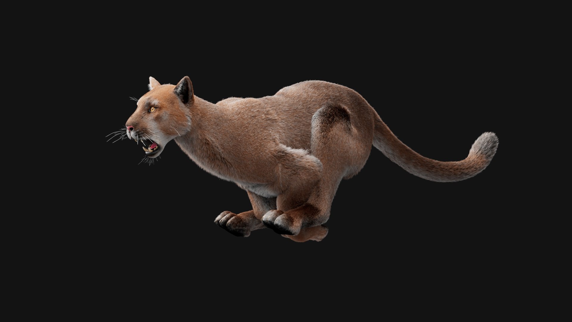 3D Model Puma - TurboSquid 2360299