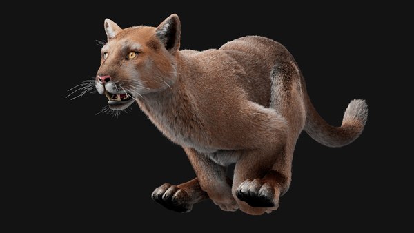 modelo 3d Puma - TurboSquid 2360299