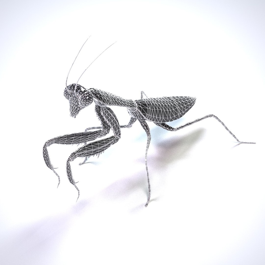 mantis 3d model