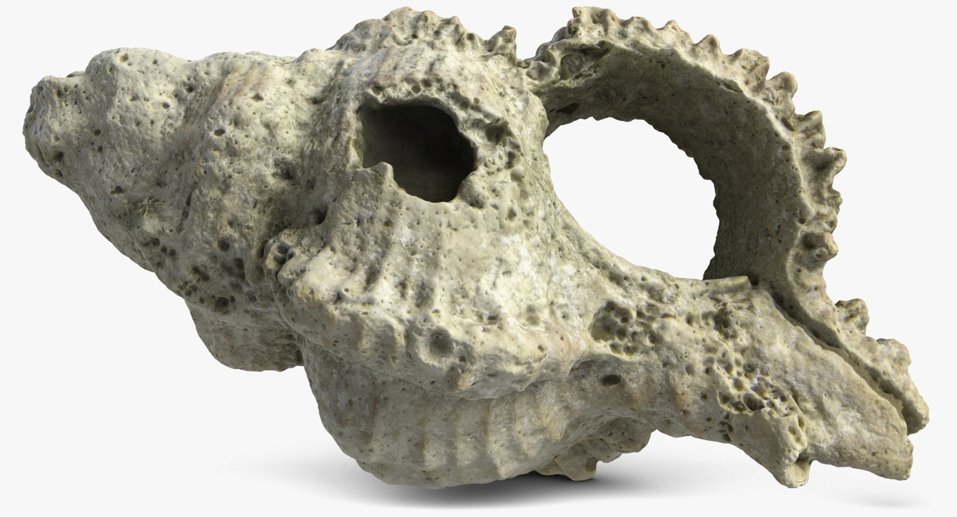 old sea shell 3d model