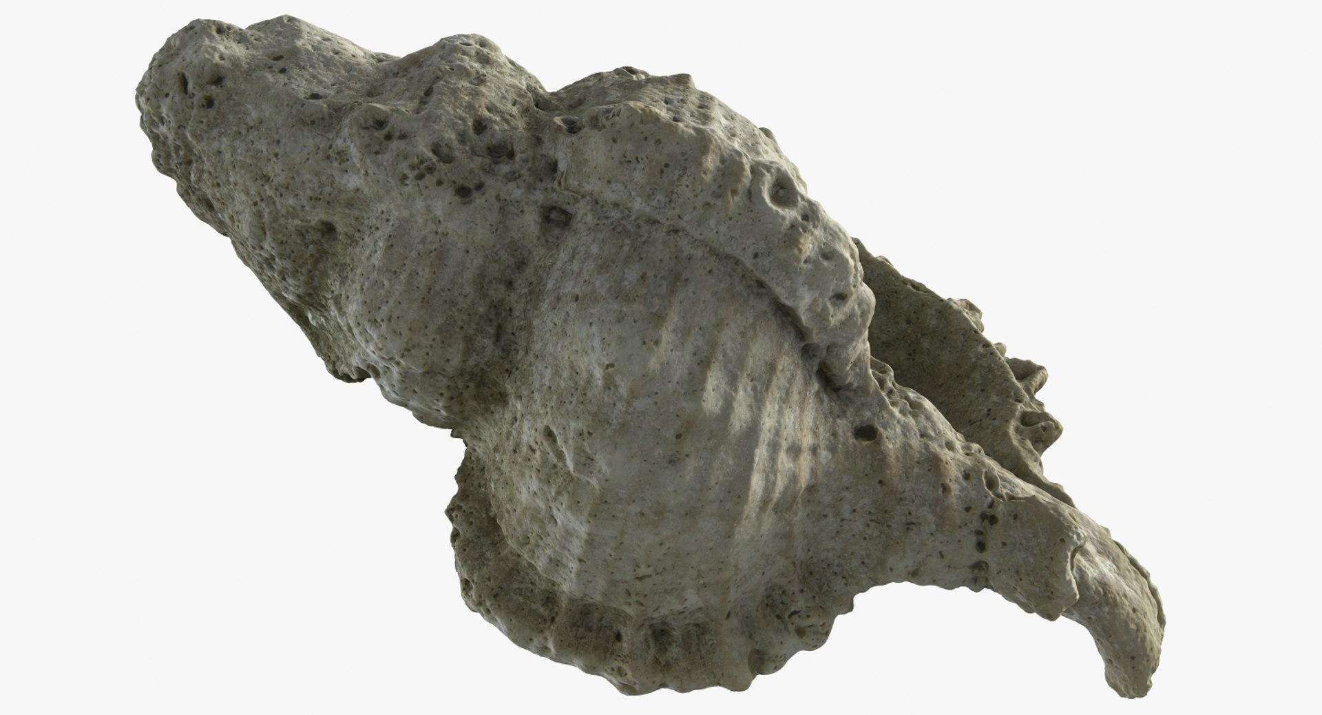 Old Sea Shell 3d Model