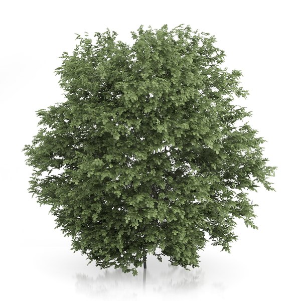 common hazel tree corylus 3d max
