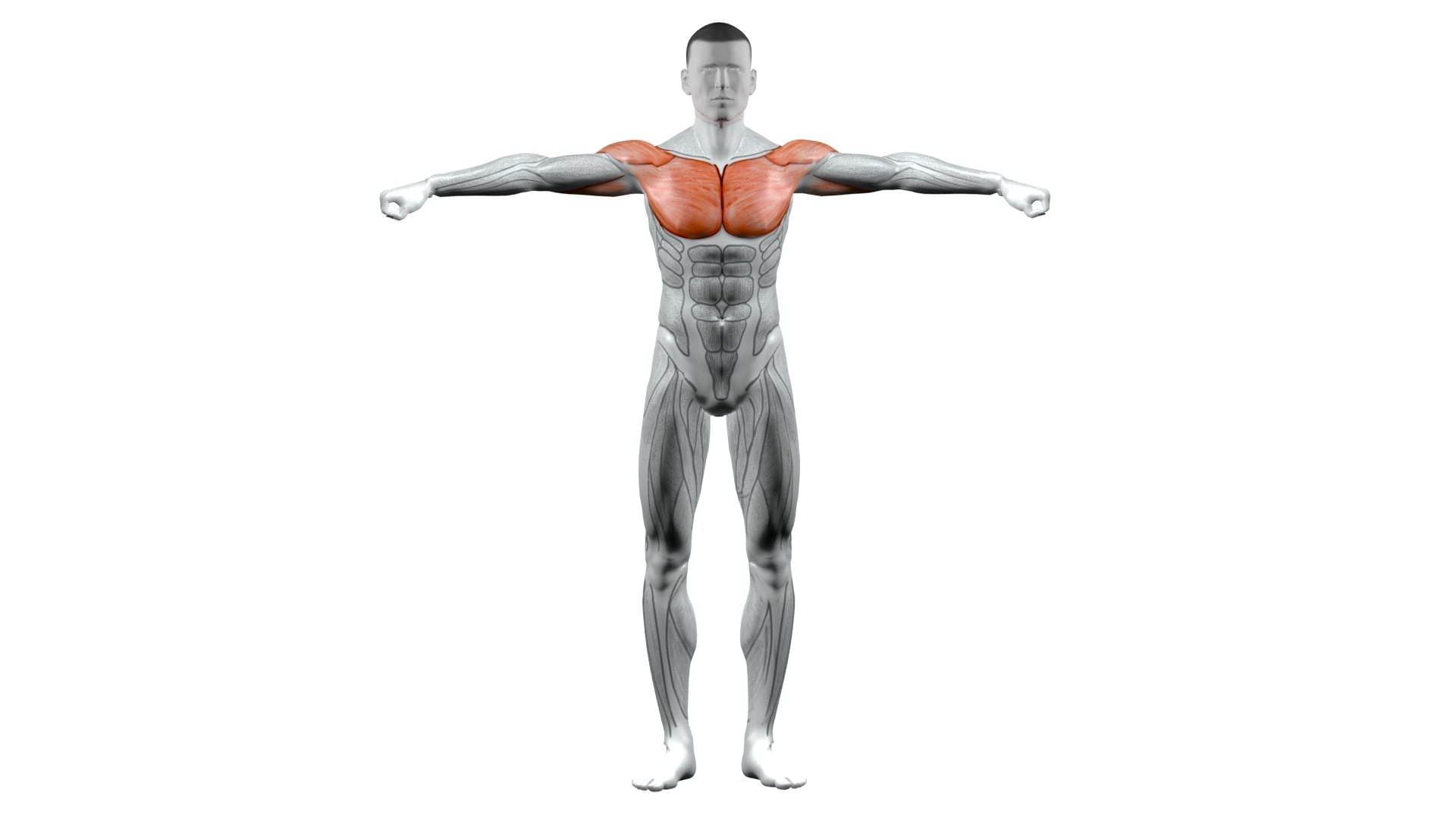 Man Muscles Max