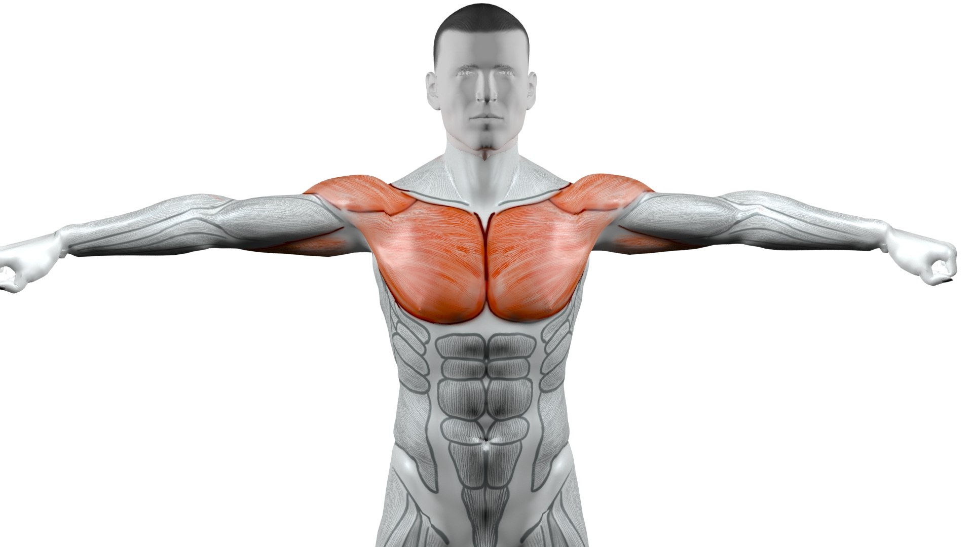 Man Muscles Max