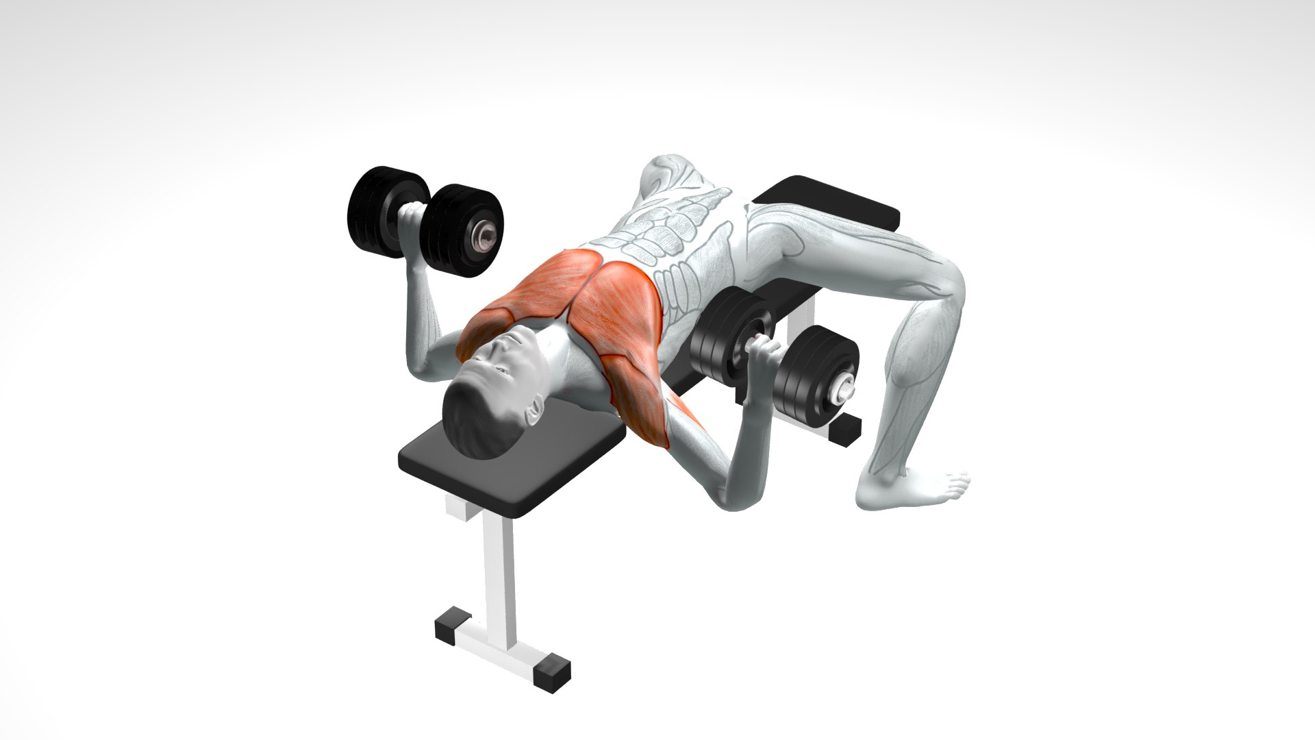 Man Muscles Max