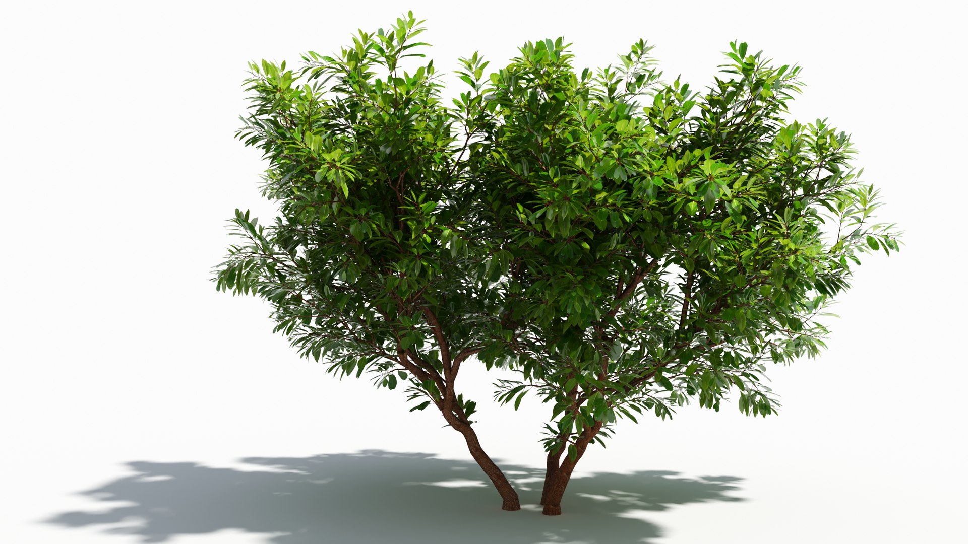 Arbutus Tree 3D - TurboSquid 2015100