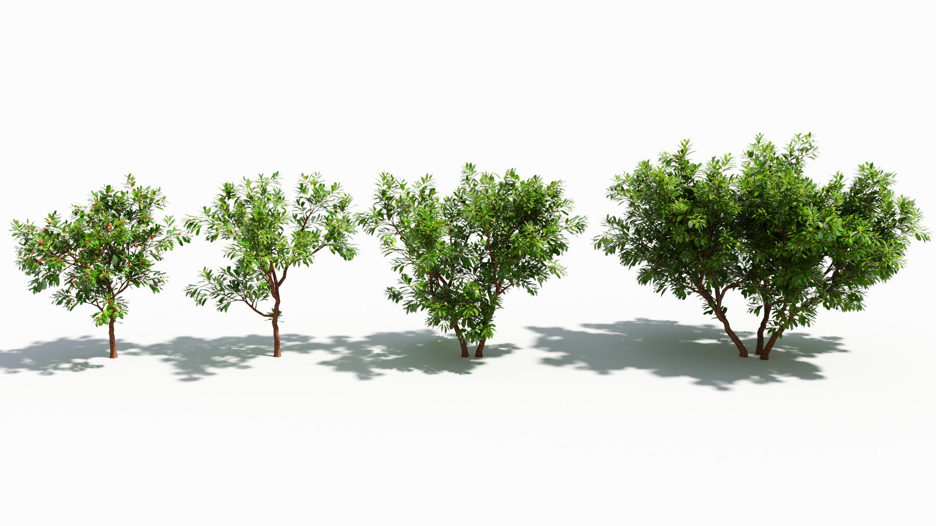 Arbutus Tree 3D - TurboSquid 2015100