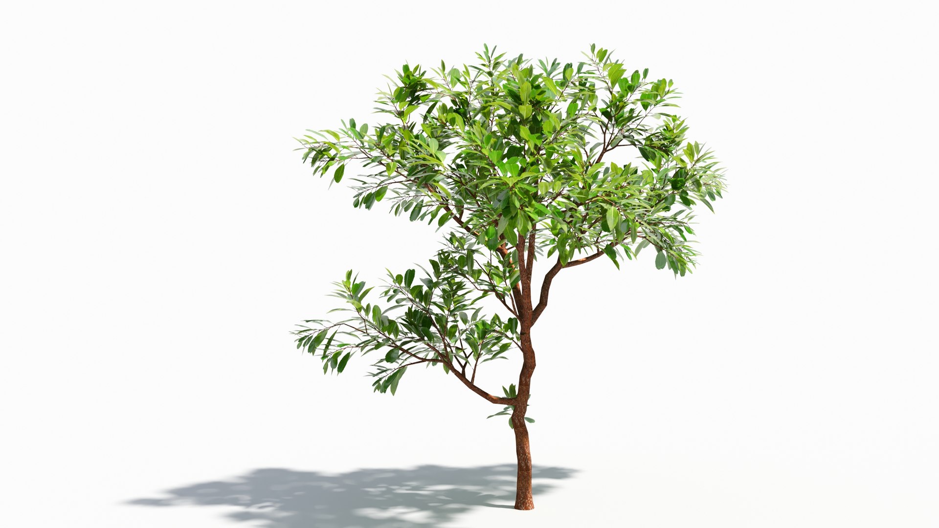 Arbutus Tree 3D - TurboSquid 2015100