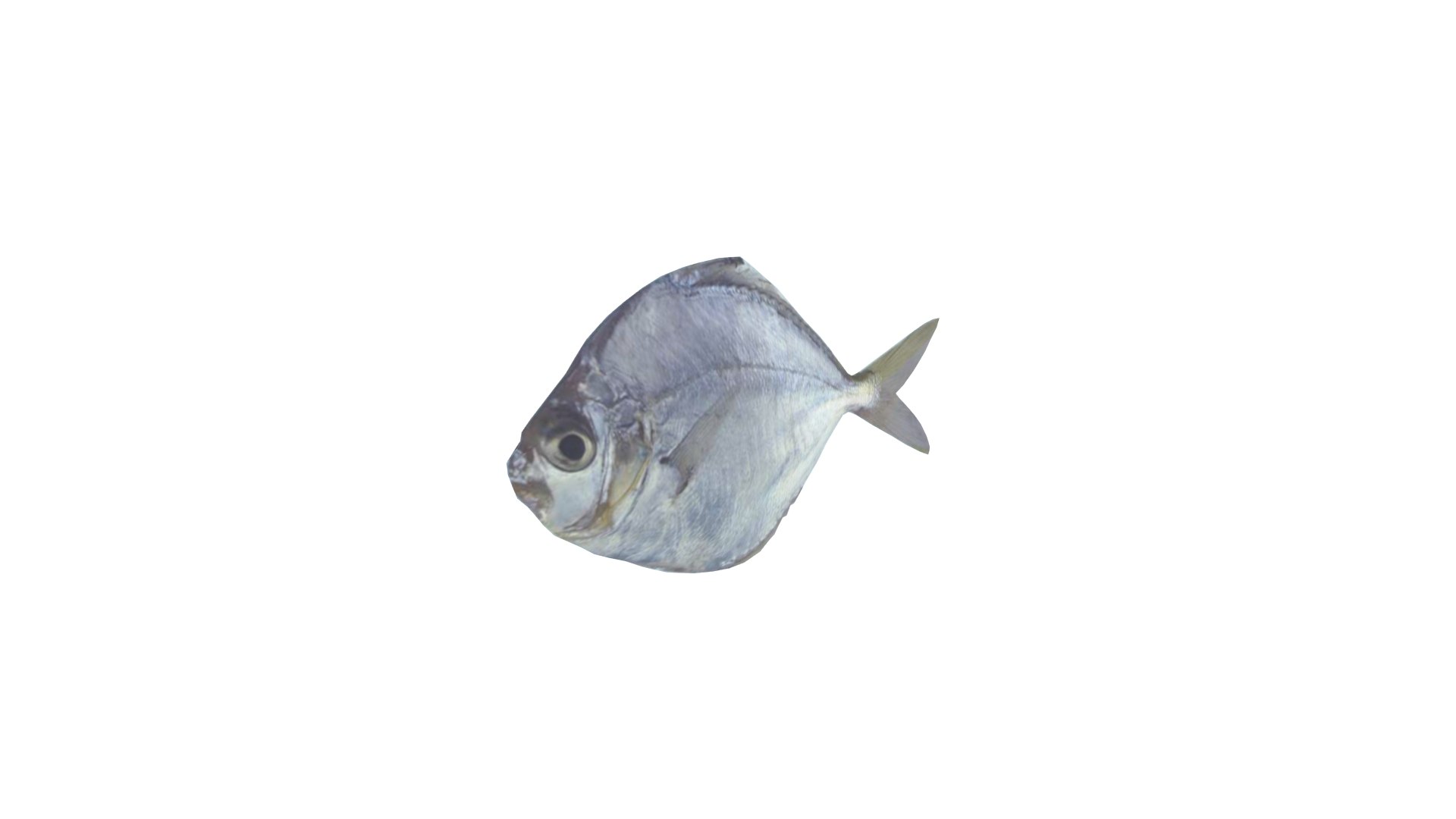 3D Model Pony Fish - TurboSquid 2201749