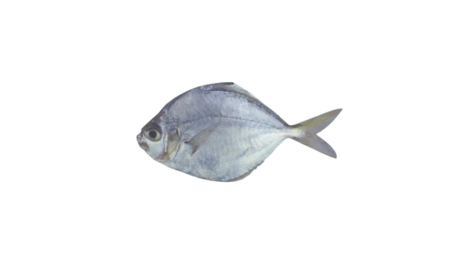 3D Model Pony Fish - TurboSquid 2201749