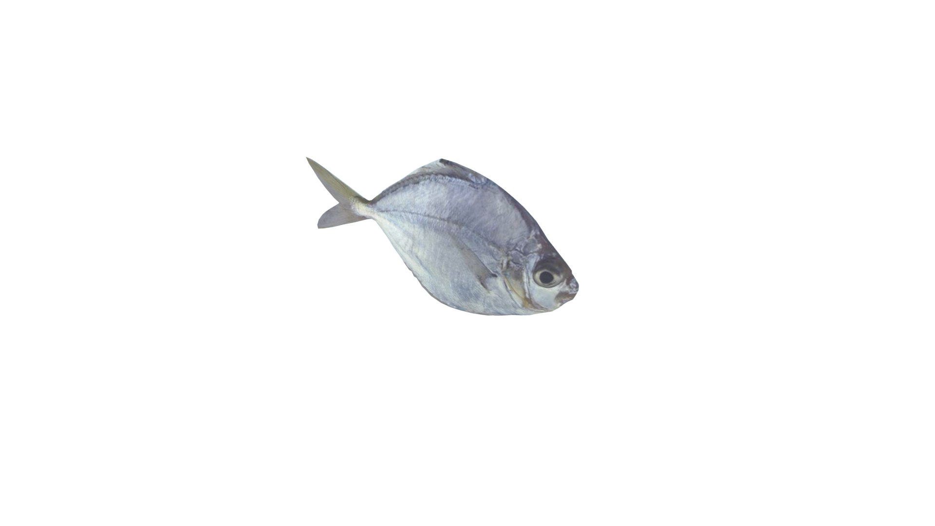 3D Model Pony Fish - TurboSquid 2201749