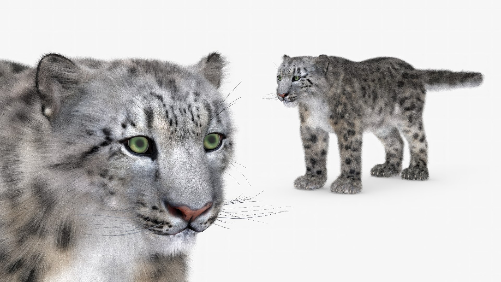 3D Snow Leopard Fur Model - TurboSquid 2332262