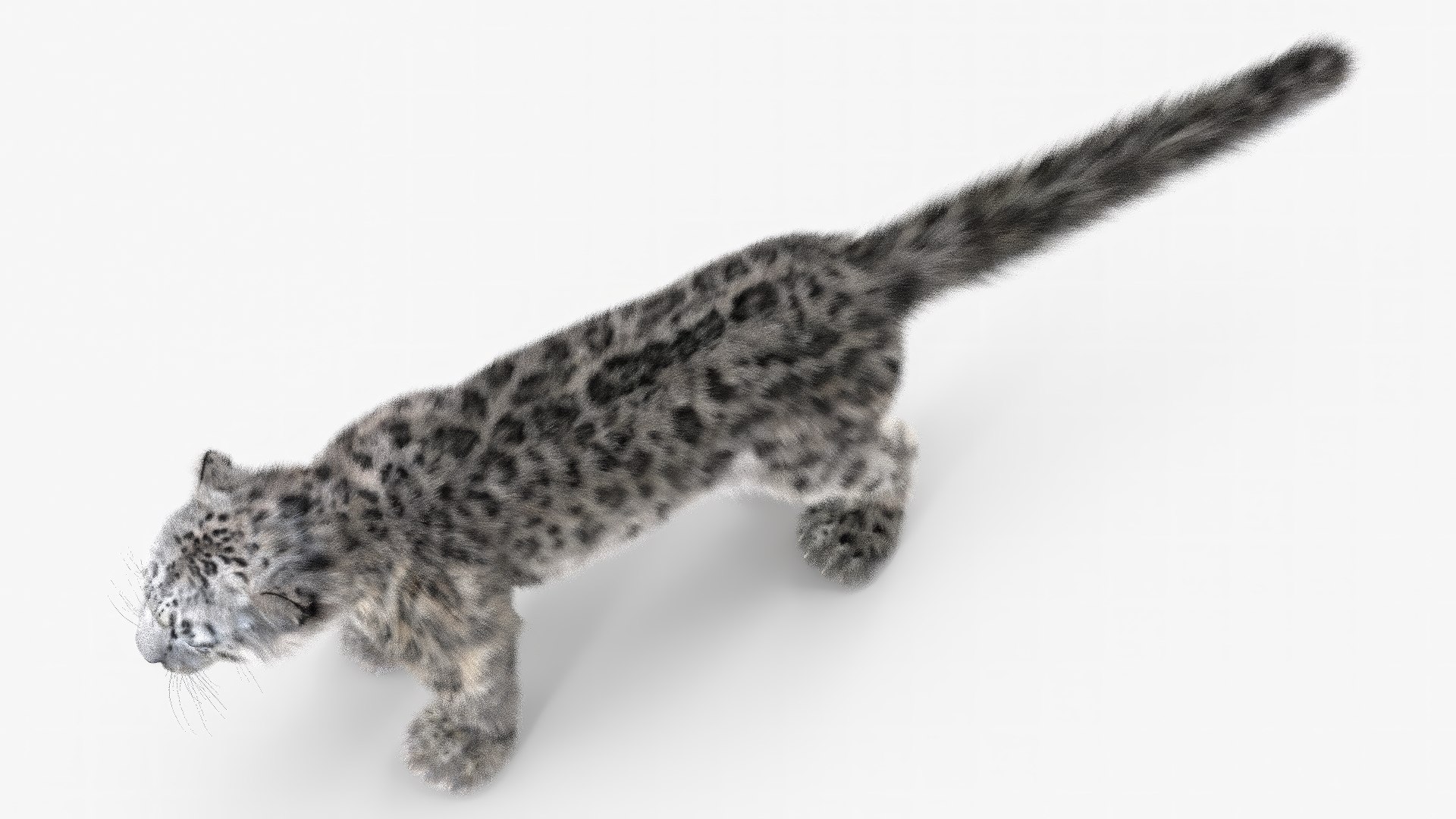 3D Snow Leopard Fur Model - TurboSquid 2332262