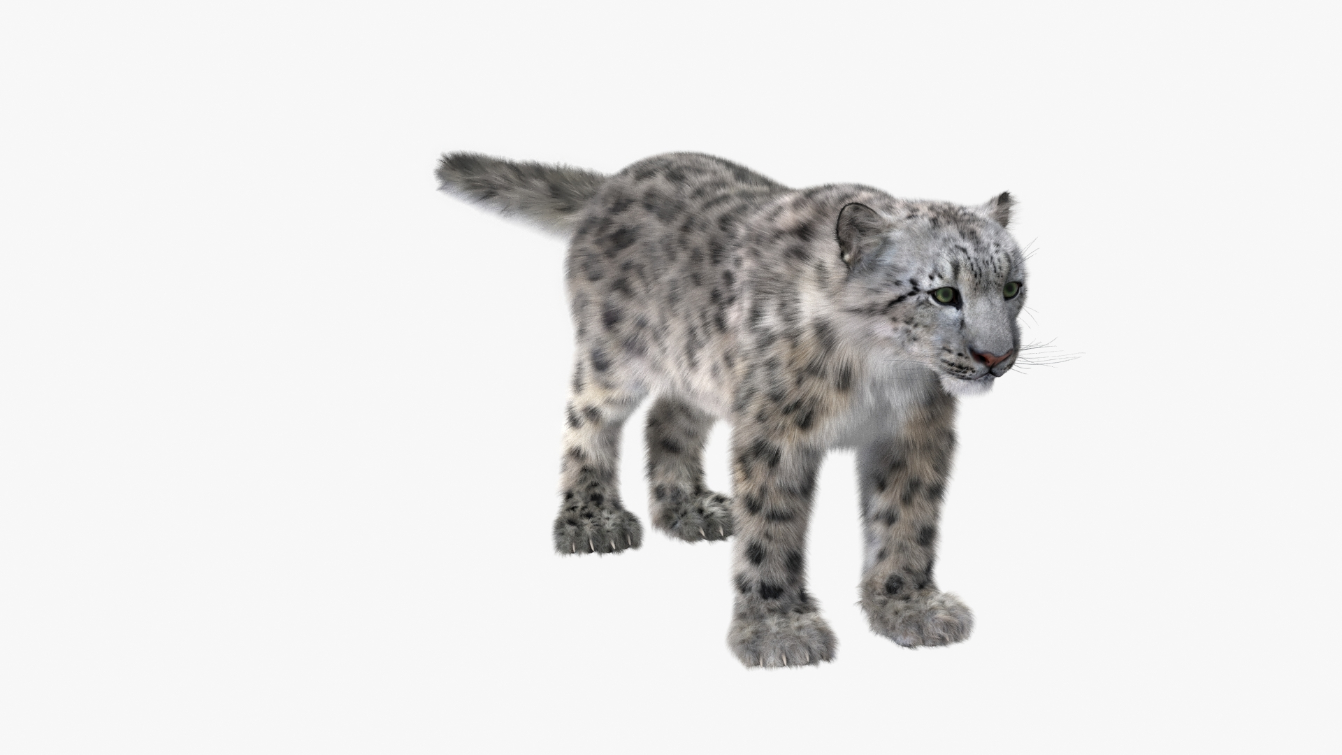 3D Snow Leopard Fur Model - TurboSquid 2332262
