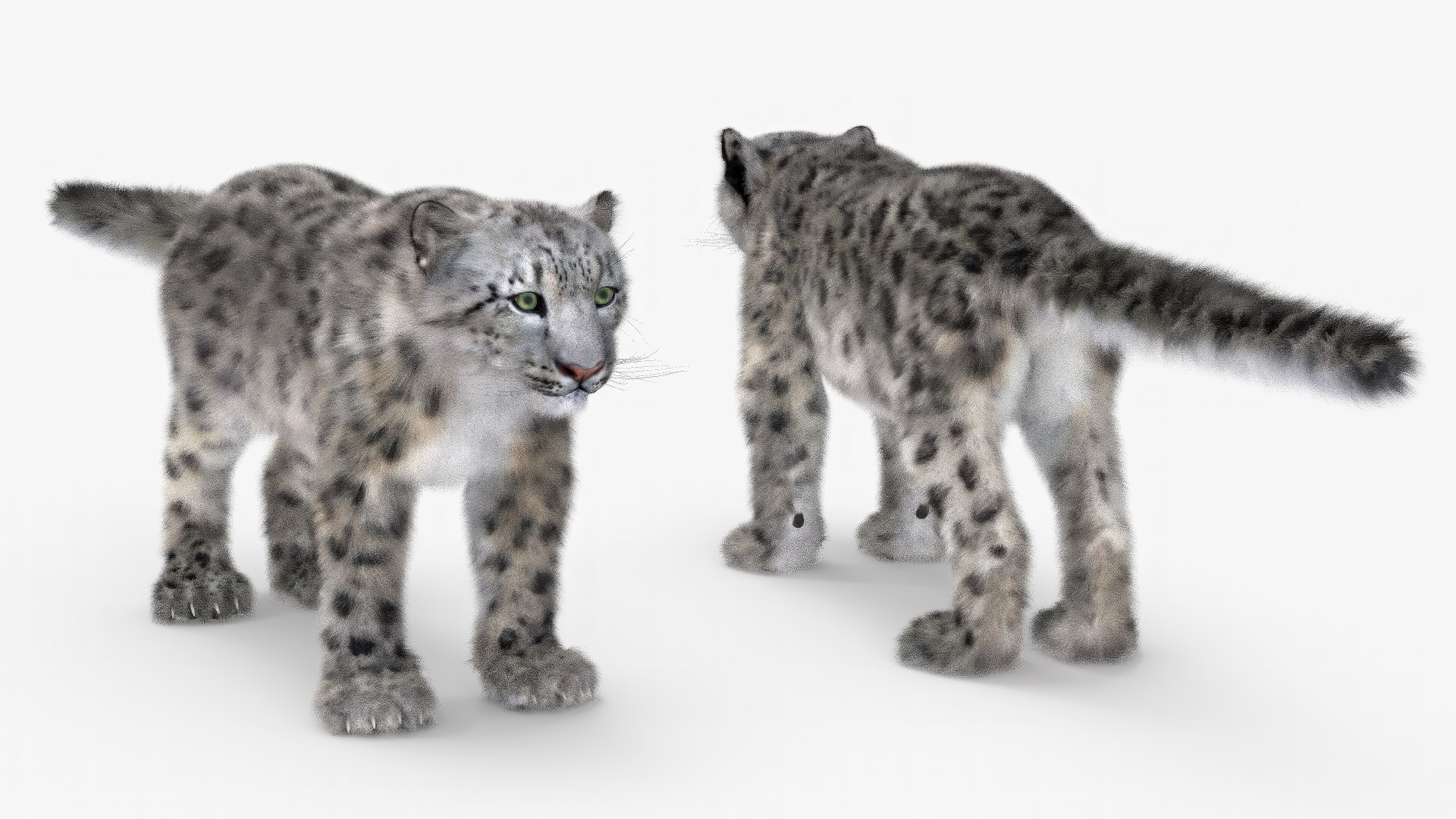 3D Snow Leopard Fur Model - TurboSquid 2332262