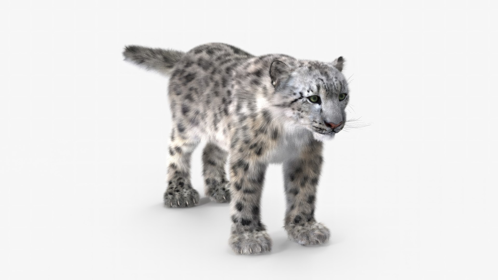 3D Snow Leopard Fur Model - TurboSquid 2332262