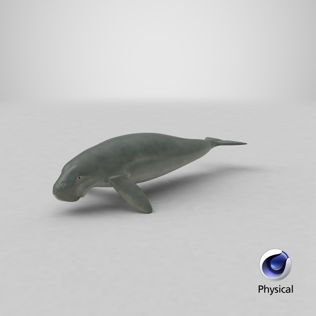 Dugong Dugon 3d Model Turbosquid 1518988