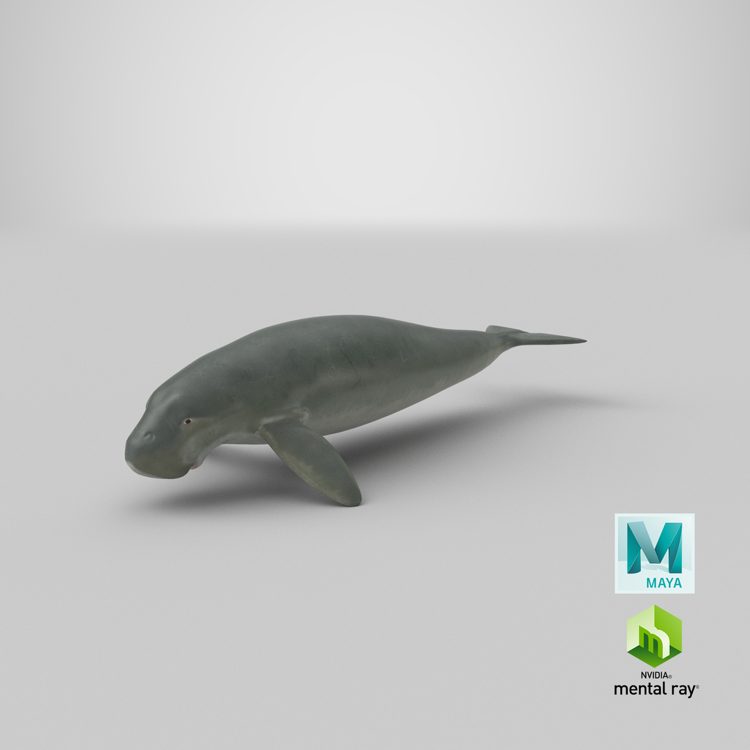 Dugong dugon 3D model - TurboSquid 1518988