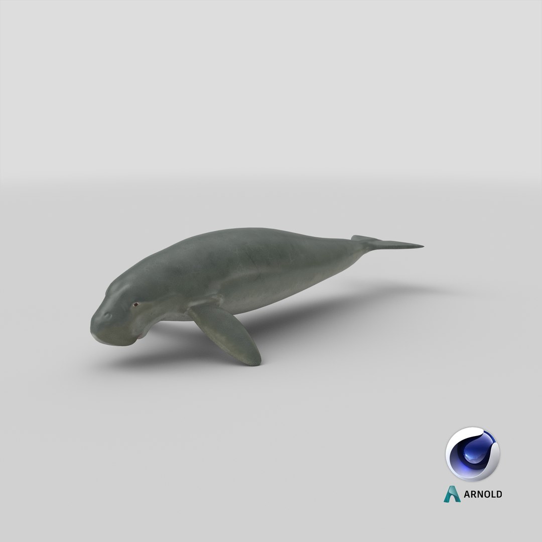 Dugong dugon 3D model - TurboSquid 1518988