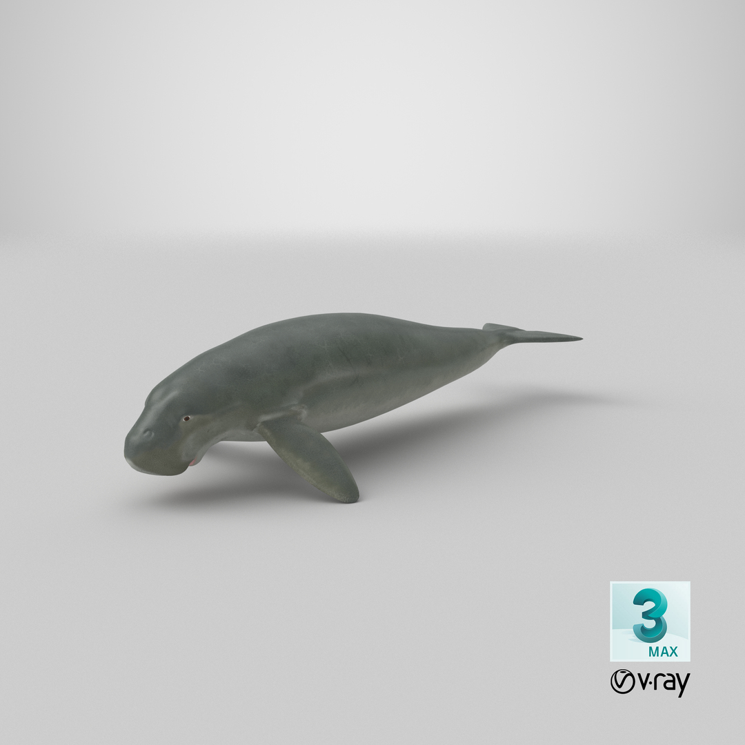 Dugong dugon 3D model - TurboSquid 1518988