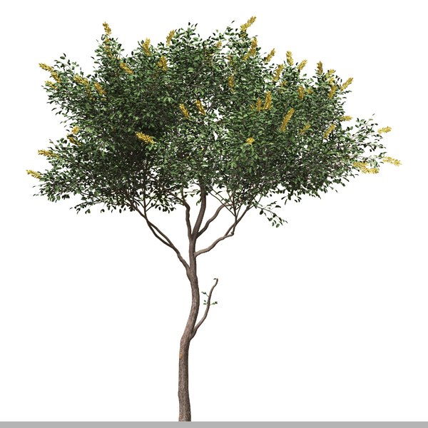 Set of Argyrocytisus Battandieri or Moroccan broom Tree - 2 Plants 3D ...