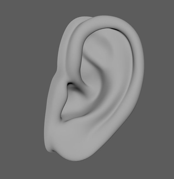 3D model anatomically ear - TurboSquid 1603365