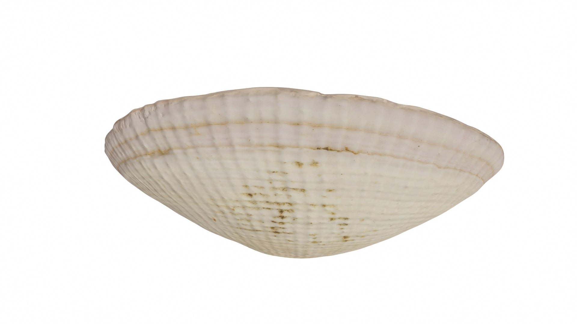 3D Scallop 2 Model - TurboSquid 1828827