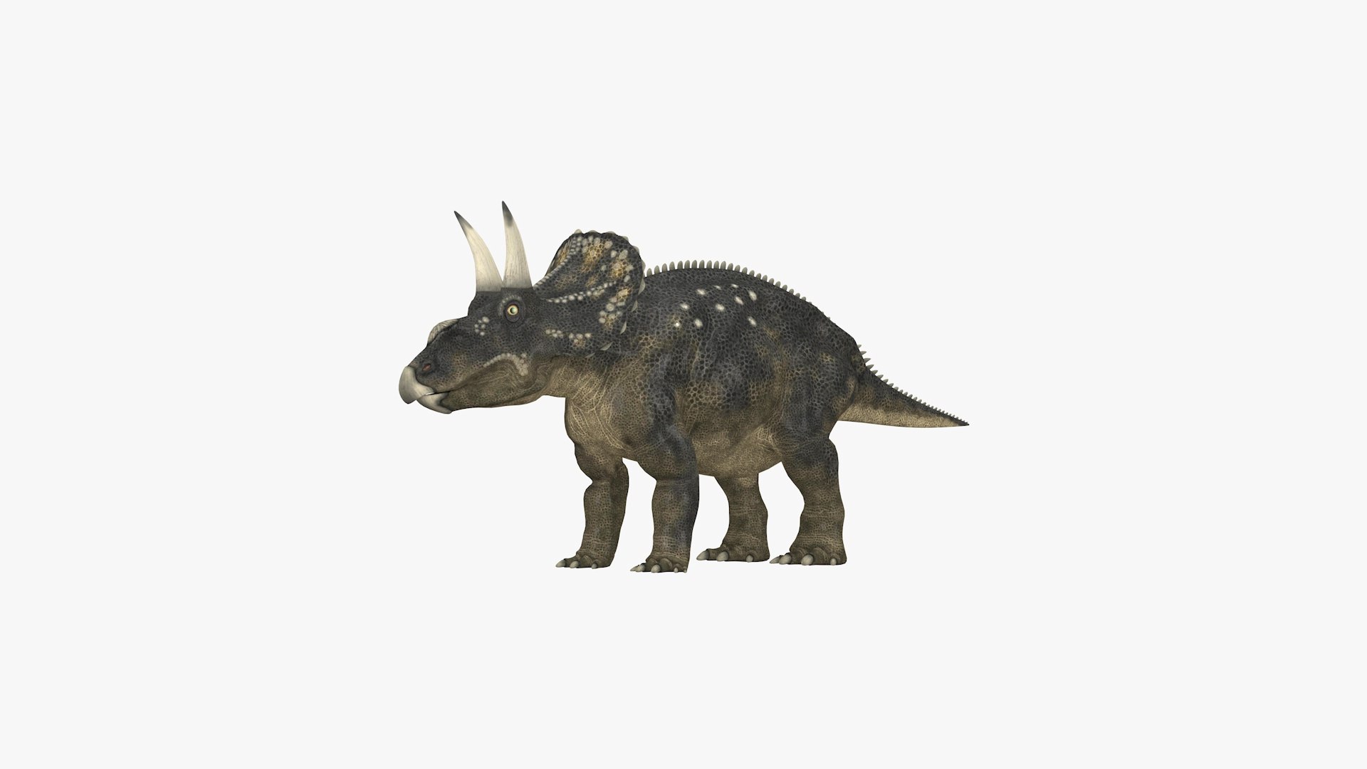 3D Diceratops Model - TurboSquid 1844290