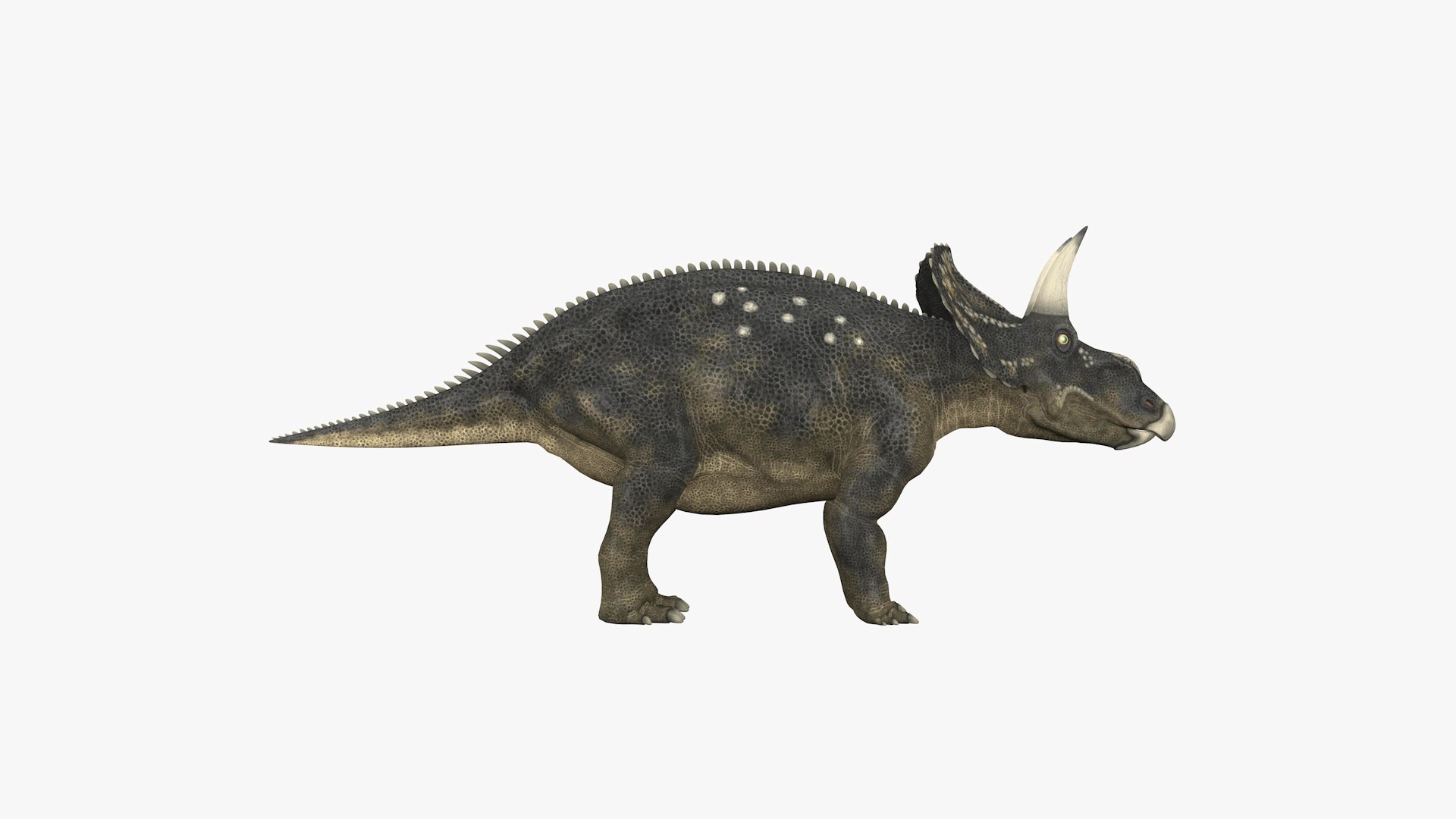 3D Diceratops Model - TurboSquid 1844290