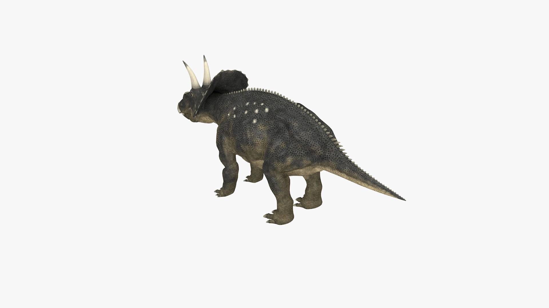 3D Diceratops Model - TurboSquid 1844290