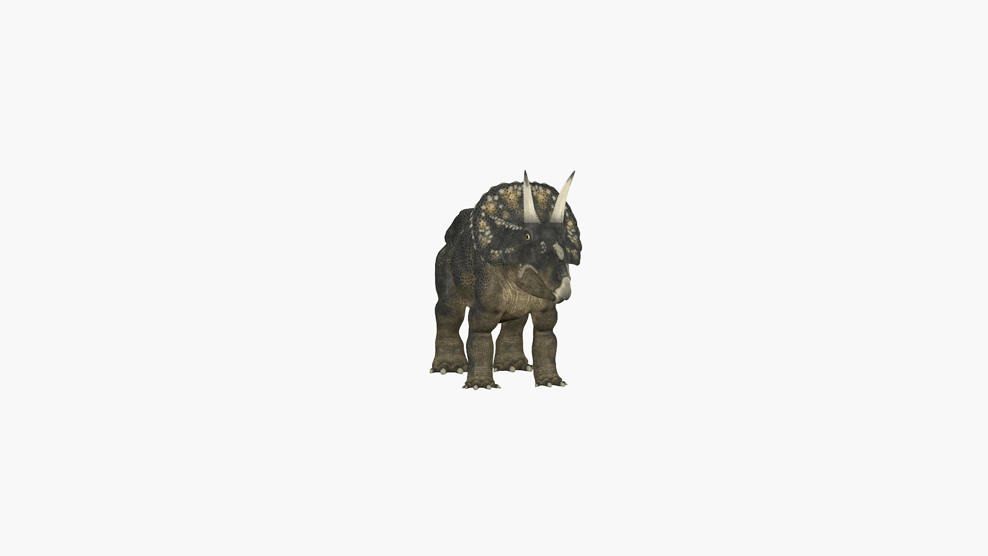 3D Diceratops Model - TurboSquid 1844290