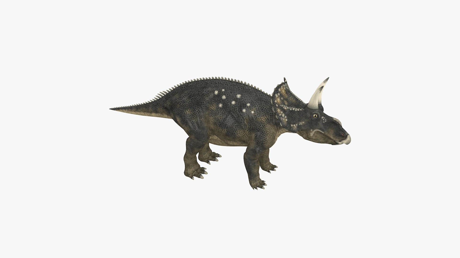 3D Diceratops Model - TurboSquid 1844290