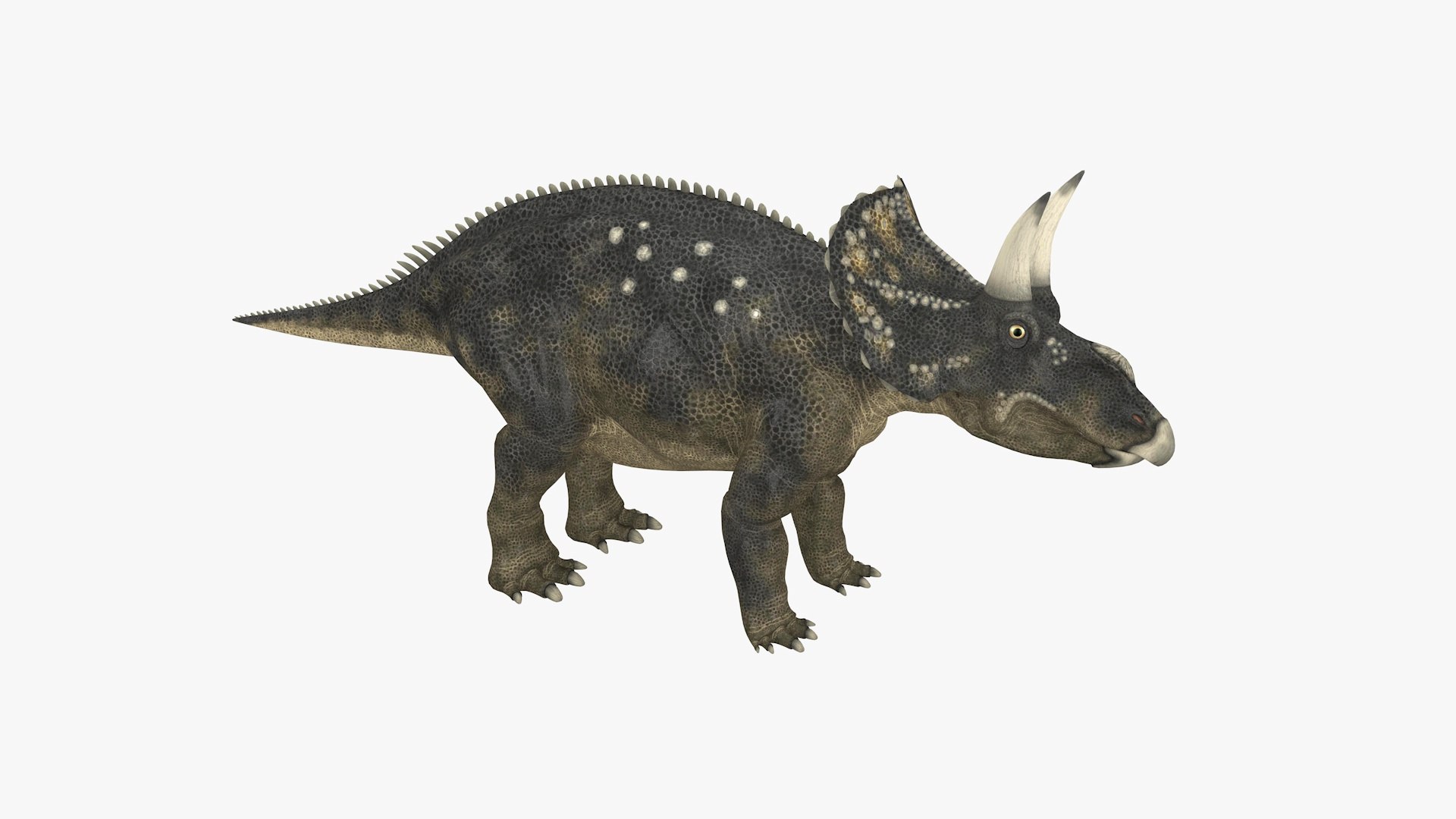 3D Diceratops Model - TurboSquid 1844290