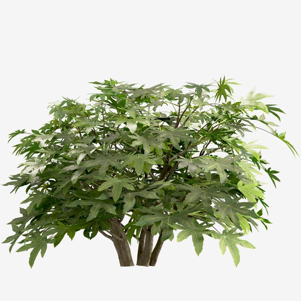 Set of Fatsia japonica or Japanese aralia bush - 4 Bushes 3D 모델 ...