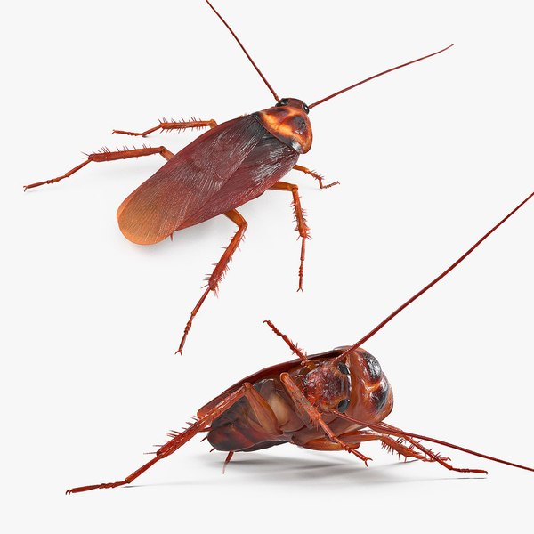 Cockroach 3D Models for Download | TurboSquid
