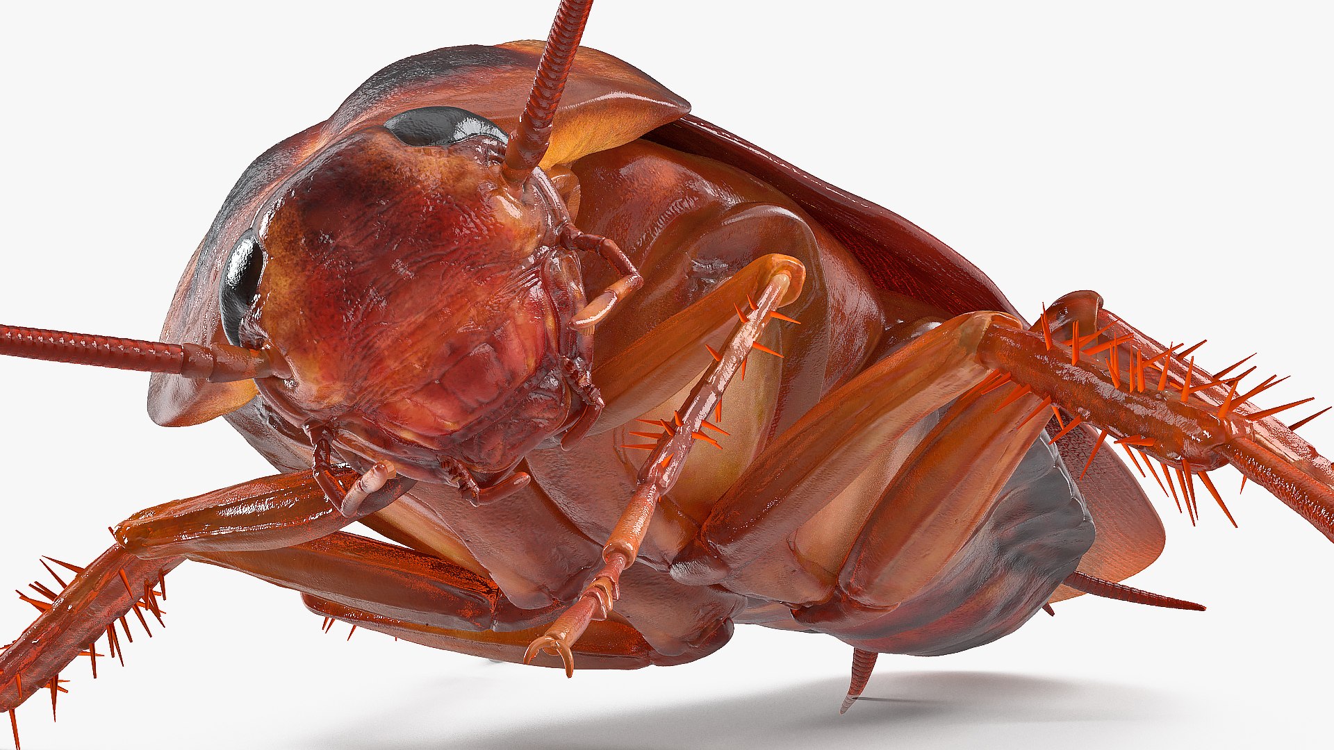 3D Rigged Animated Cockroach Collection For Maya - TurboSquid 2268603