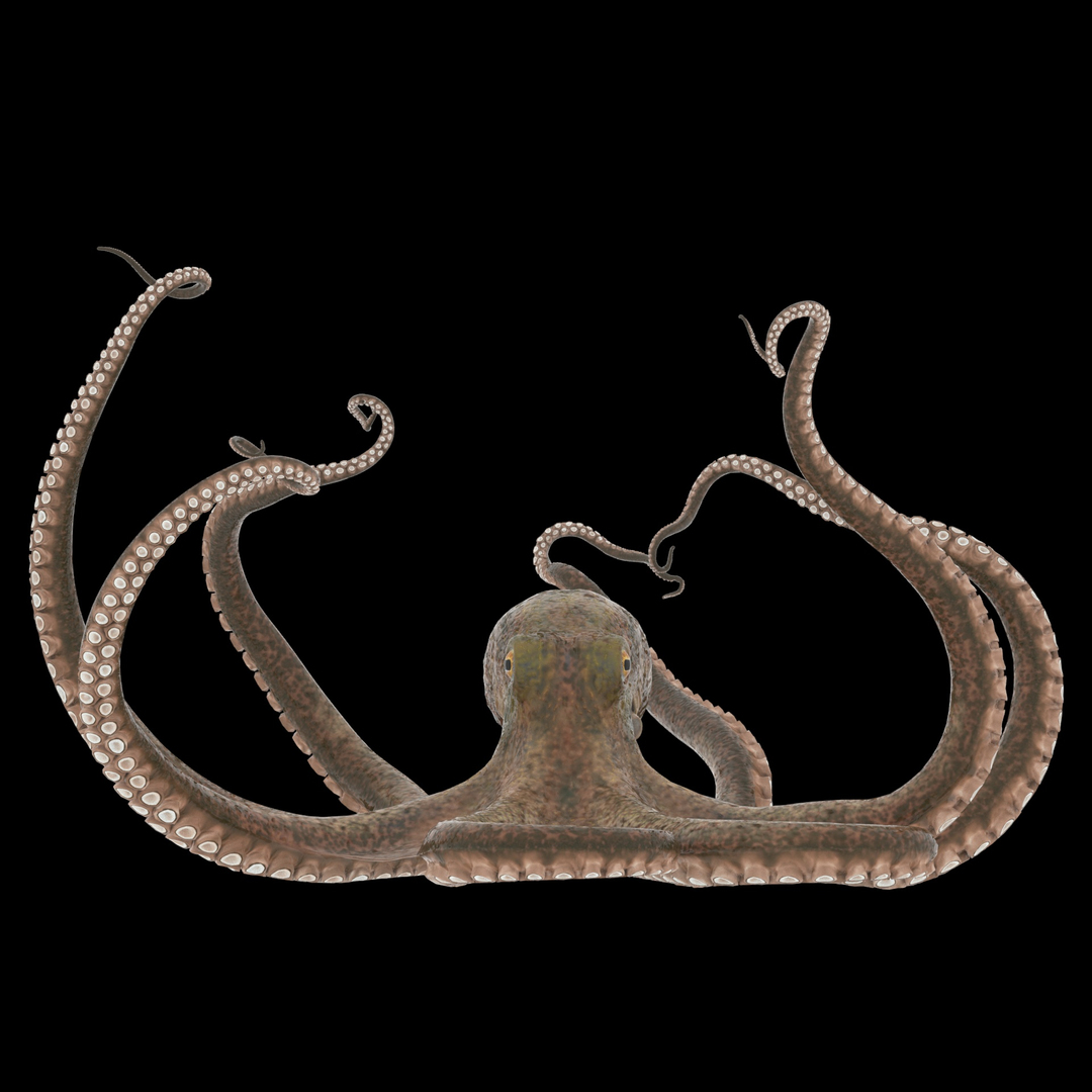 Octopus 3D model - TurboSquid 1907599
