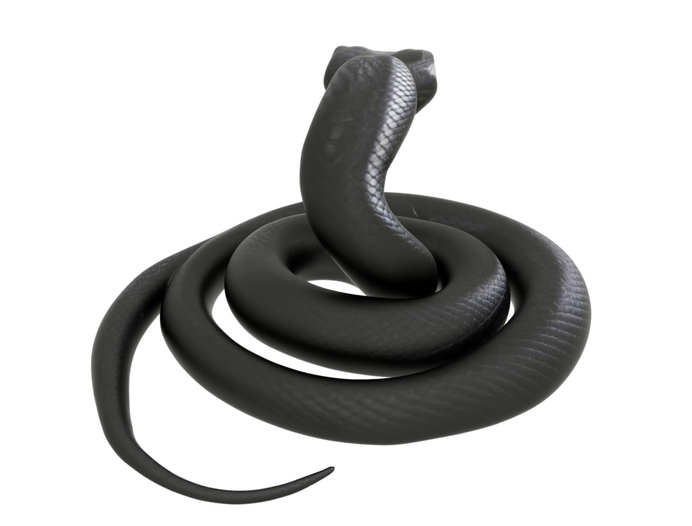 Realistic Black Mamba Snake 3D Model 3D Model - TurboSquid 2322634