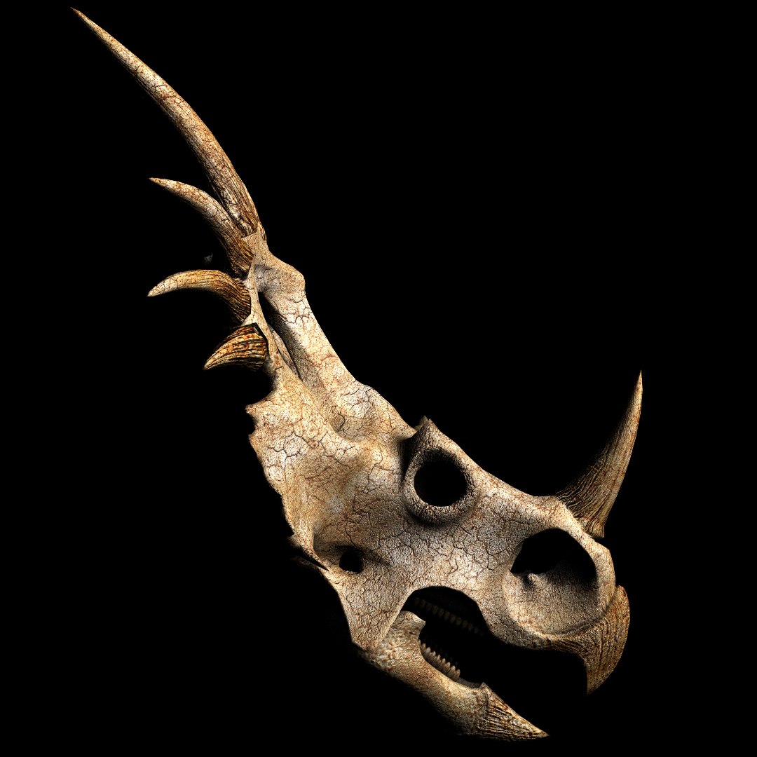 Styracosaurus Skull Front View
